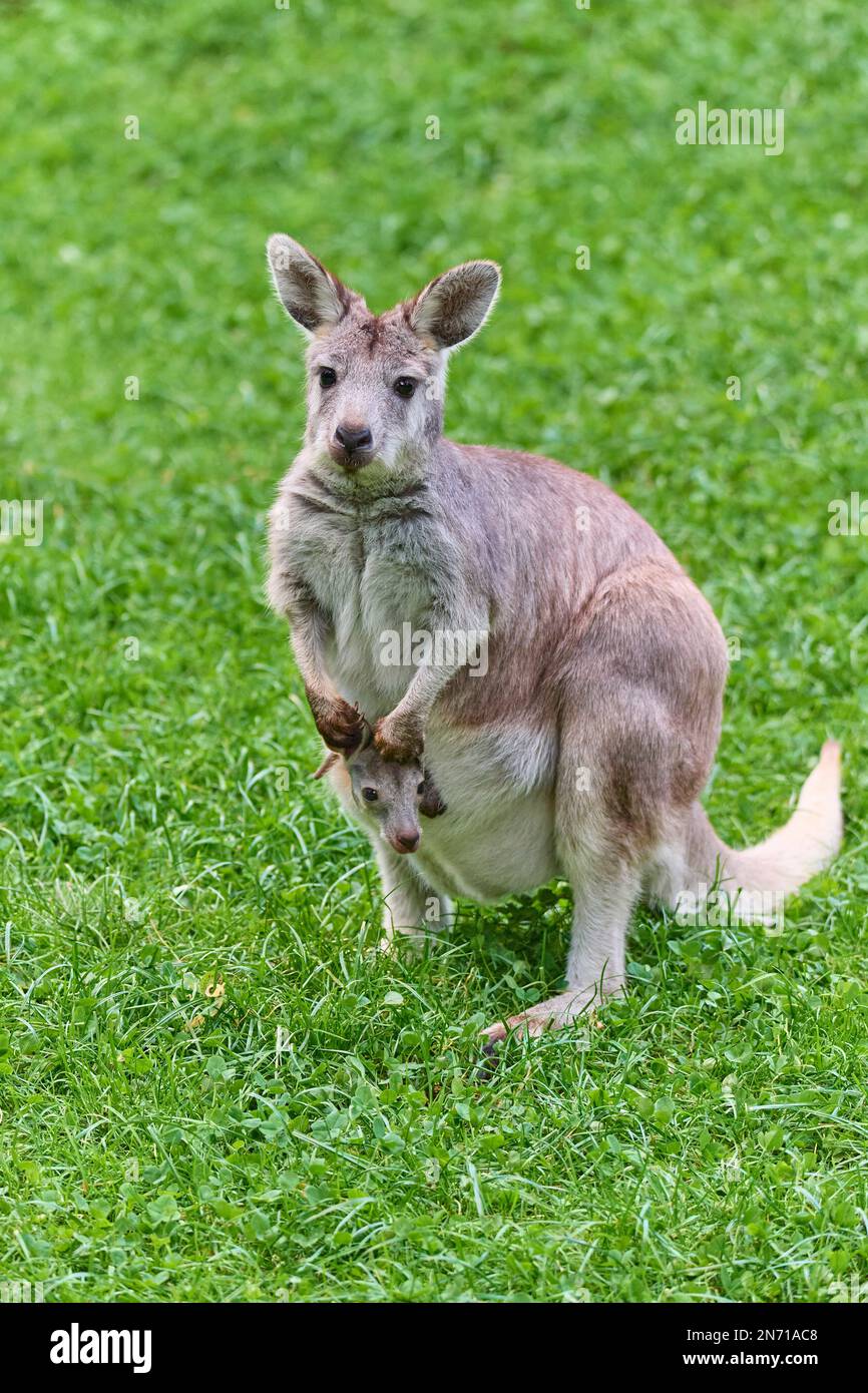 Common Wallaroo (Macropus robustus), with young in pond Stock Photo - Alamy