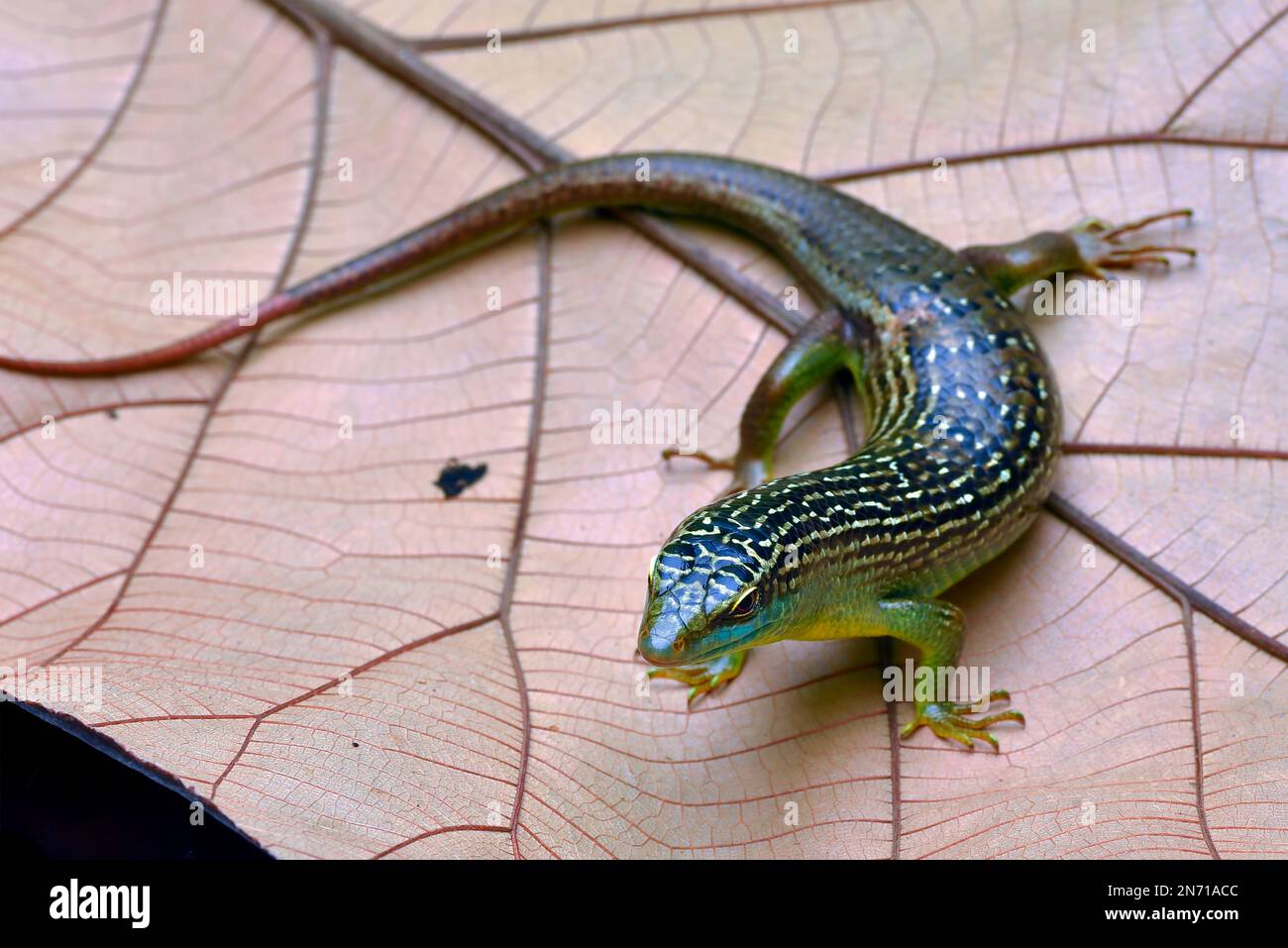 Overhead view of an olive tree skink on a dried leaf, Indonesia Stock ...