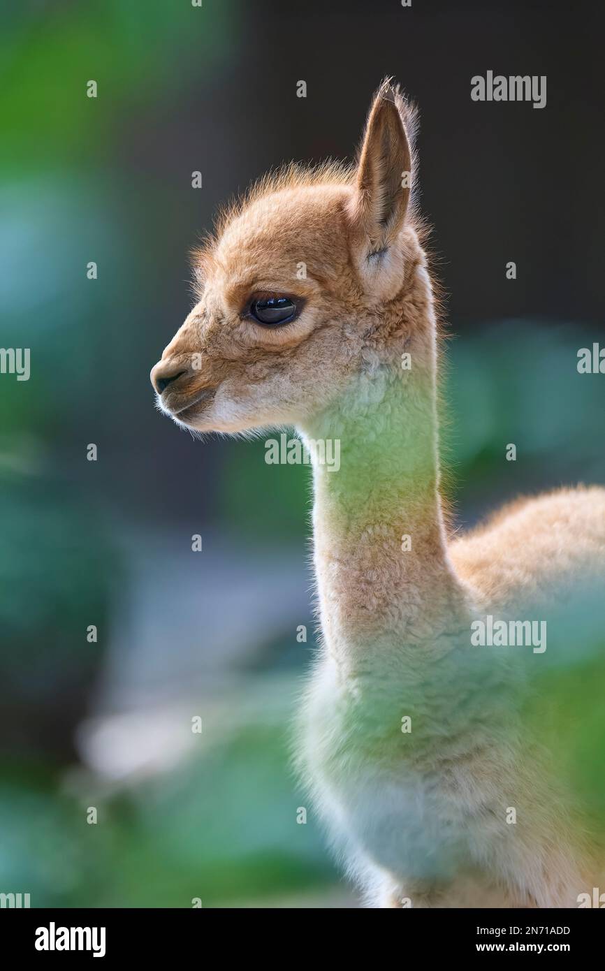 Vicuna baby hi-res stock photography and images - Alamy
