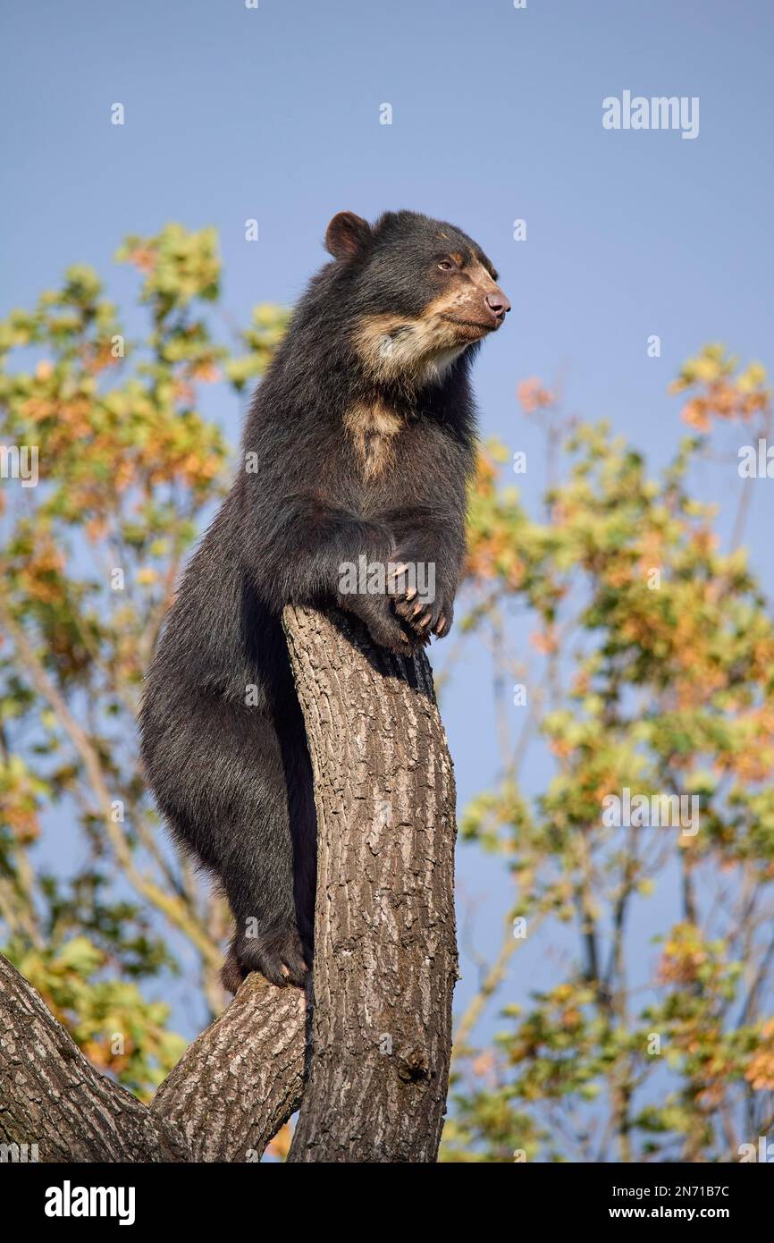 Tree sun bear hi-res stock photography and images - Alamy