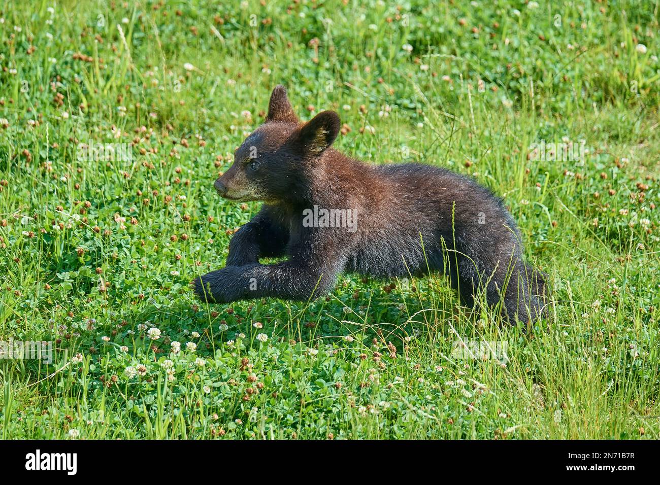 Black bear (Ursus americanus), cub running Stock Photo - Alamy