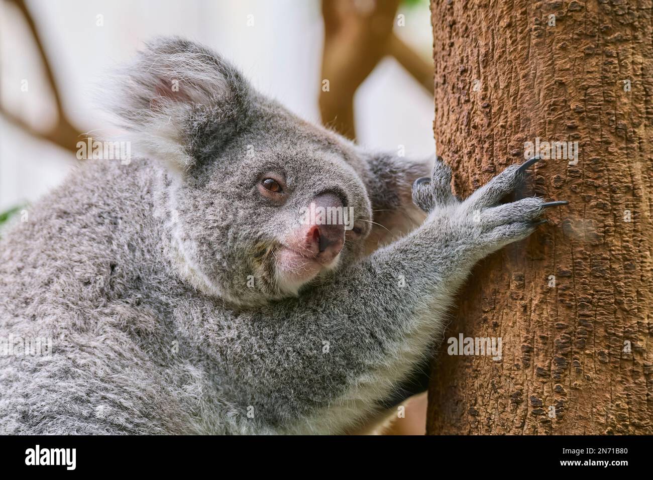 Koala (Phascolarctos cinereus Stock Photo - Alamy