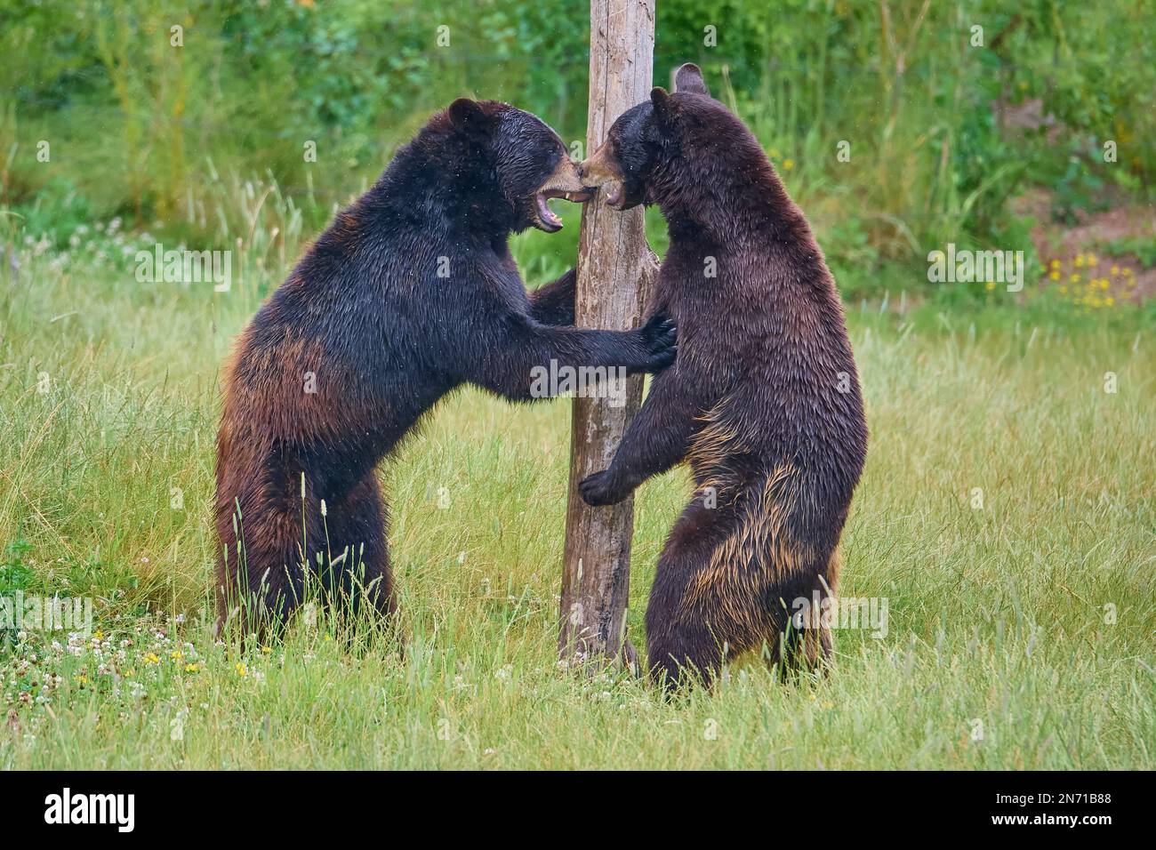 Black bears fighting hi-res stock photography and images - Alamy