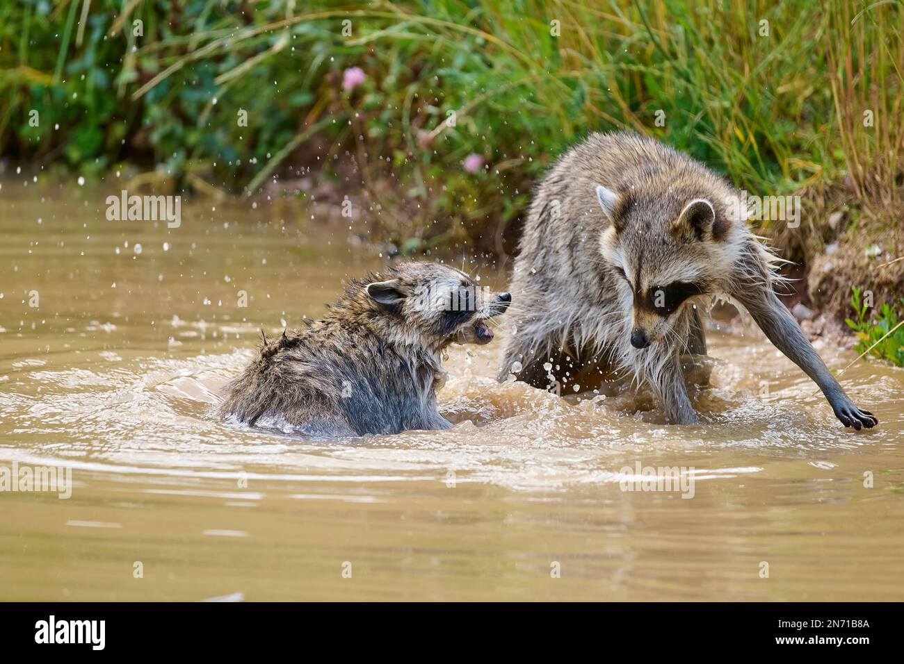 Raccoon (Procyon lotor), two animal fighting in water Stock Photo - Alamy