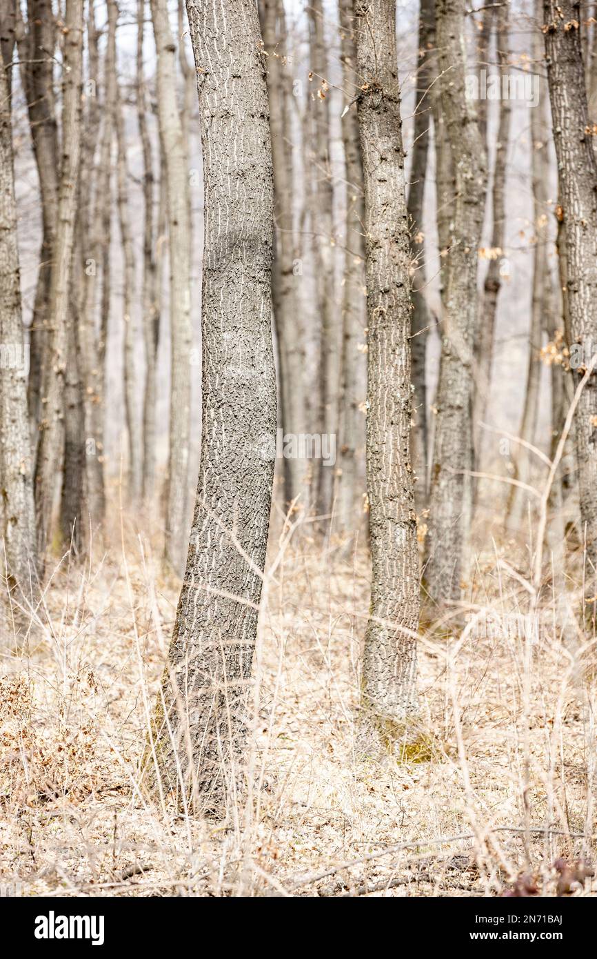 View of tree trunks in deciduous forest Stock Photo - Alamy