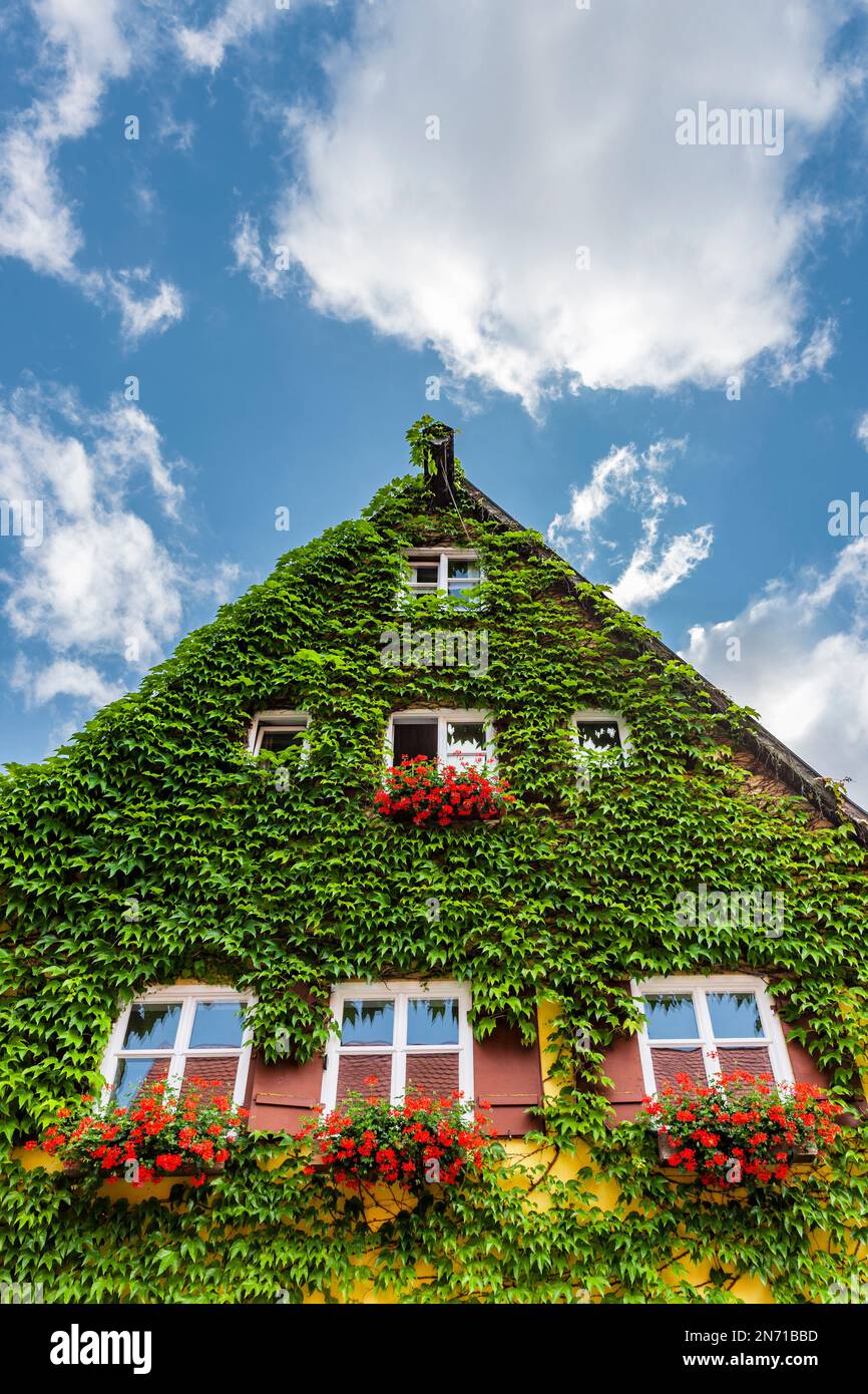 Wall overgrown flowers hi-res stock photography and images - Alamy