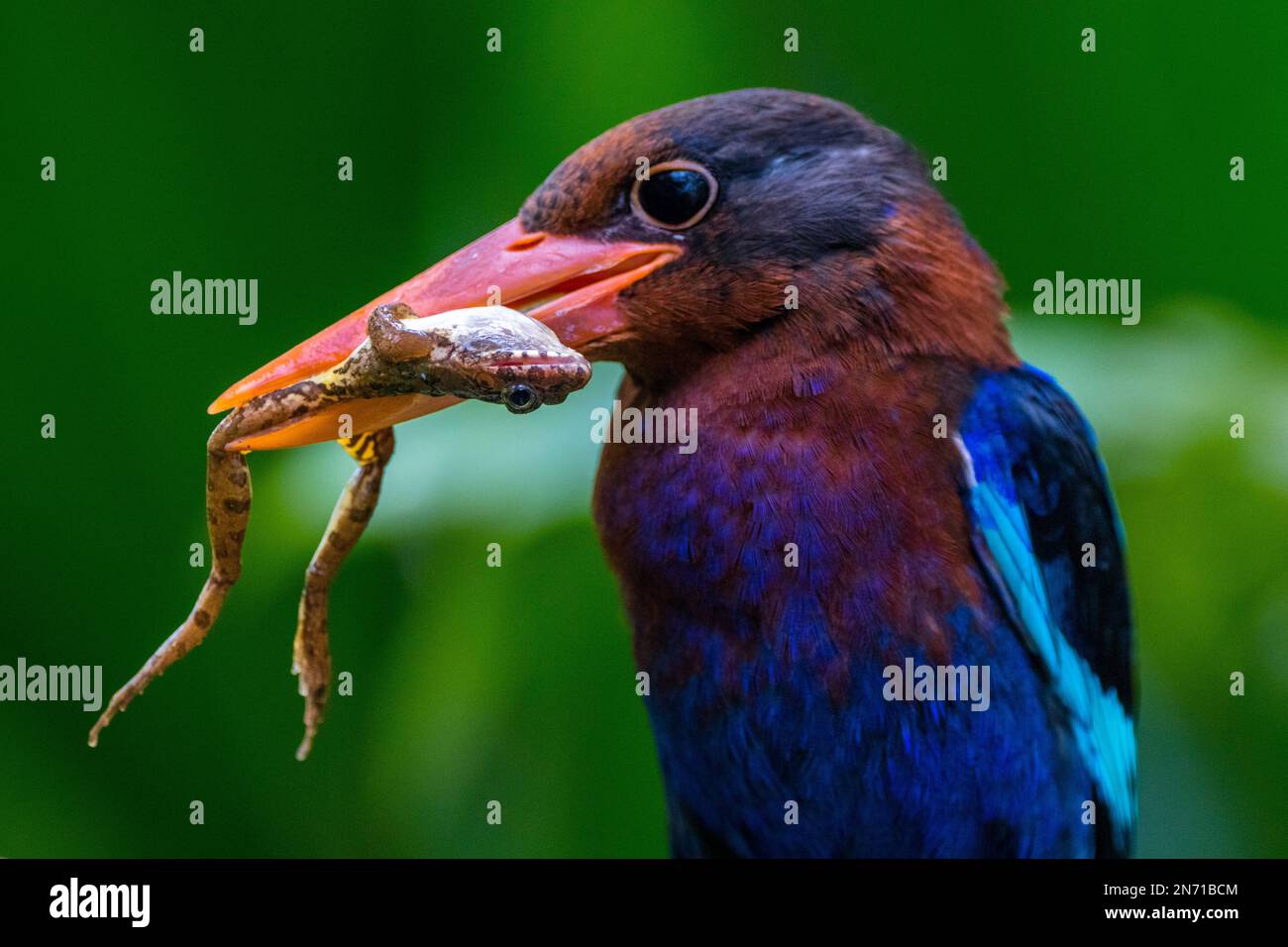 Bird eating frog hi-res stock photography and images - Alamy
