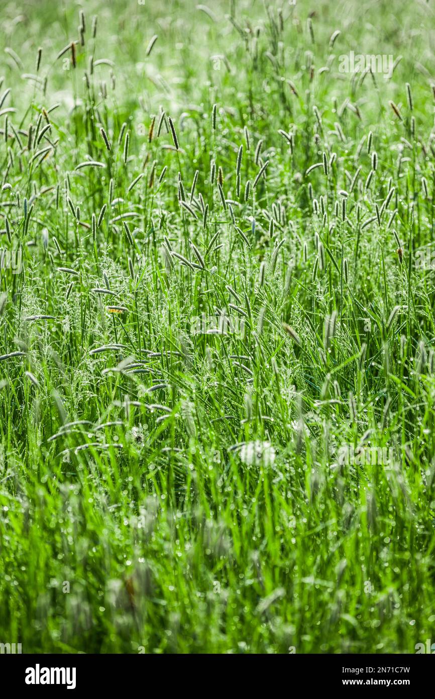 Wet green grasses with raindrops in springtime hi-res stock photography ...