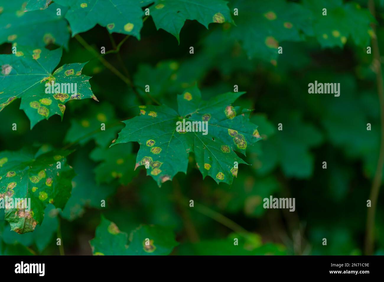 Sick leaves on a young maple tree, very shallow depth of field, soft ...