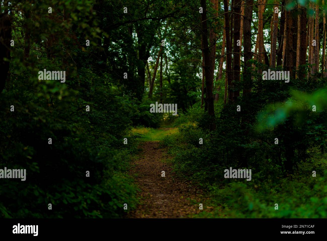 Small narrow hiking trail in a forest, very shallow depth of field ...