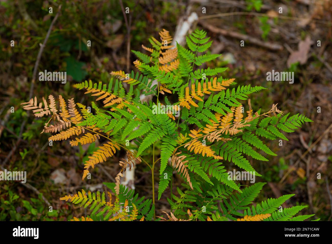 Green and yellow fern in summer in the forest, yellow discolored plant ...