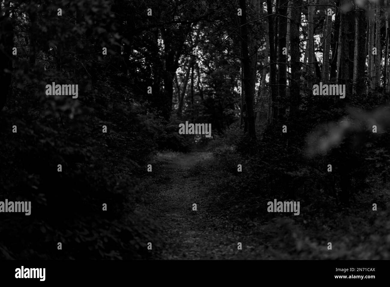 Small narrow hiking trail in a forest, very shallow depth of field ...