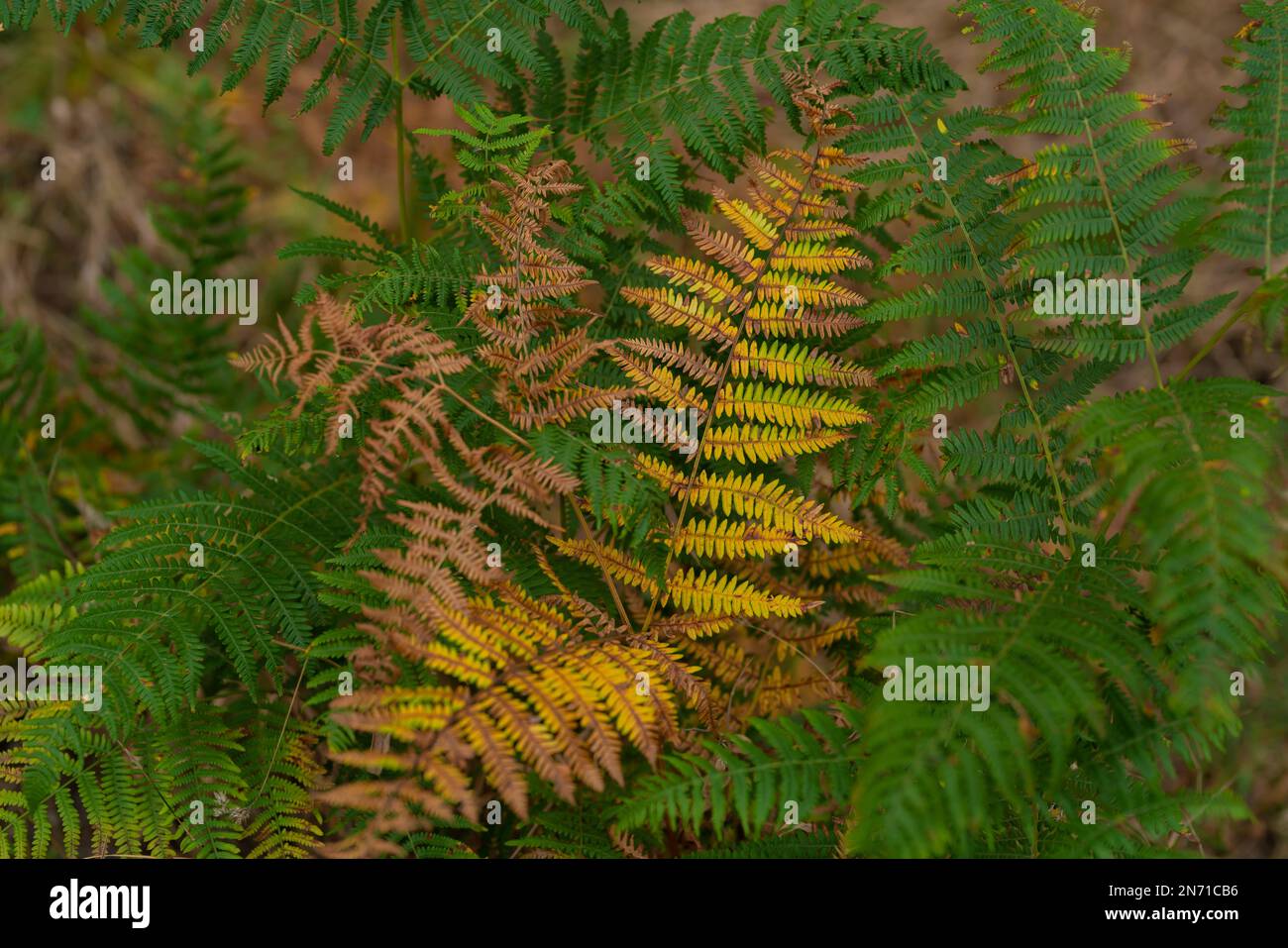 Green and yellow fern in summer in the forest, yellow discolored plant ...