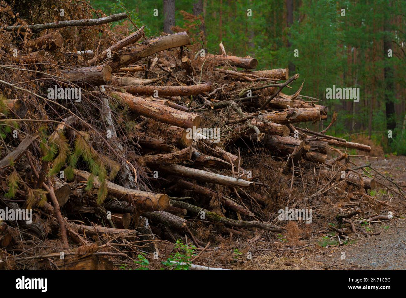 Large pile of wood remnants left over after logging Stock Photo - Alamy