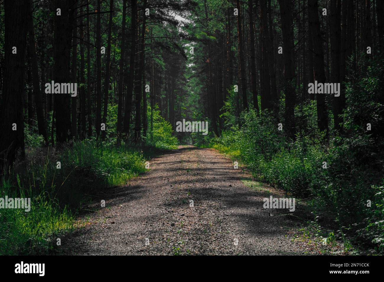Forest road for forestry vehicles in a pine forest near Berlin in ...