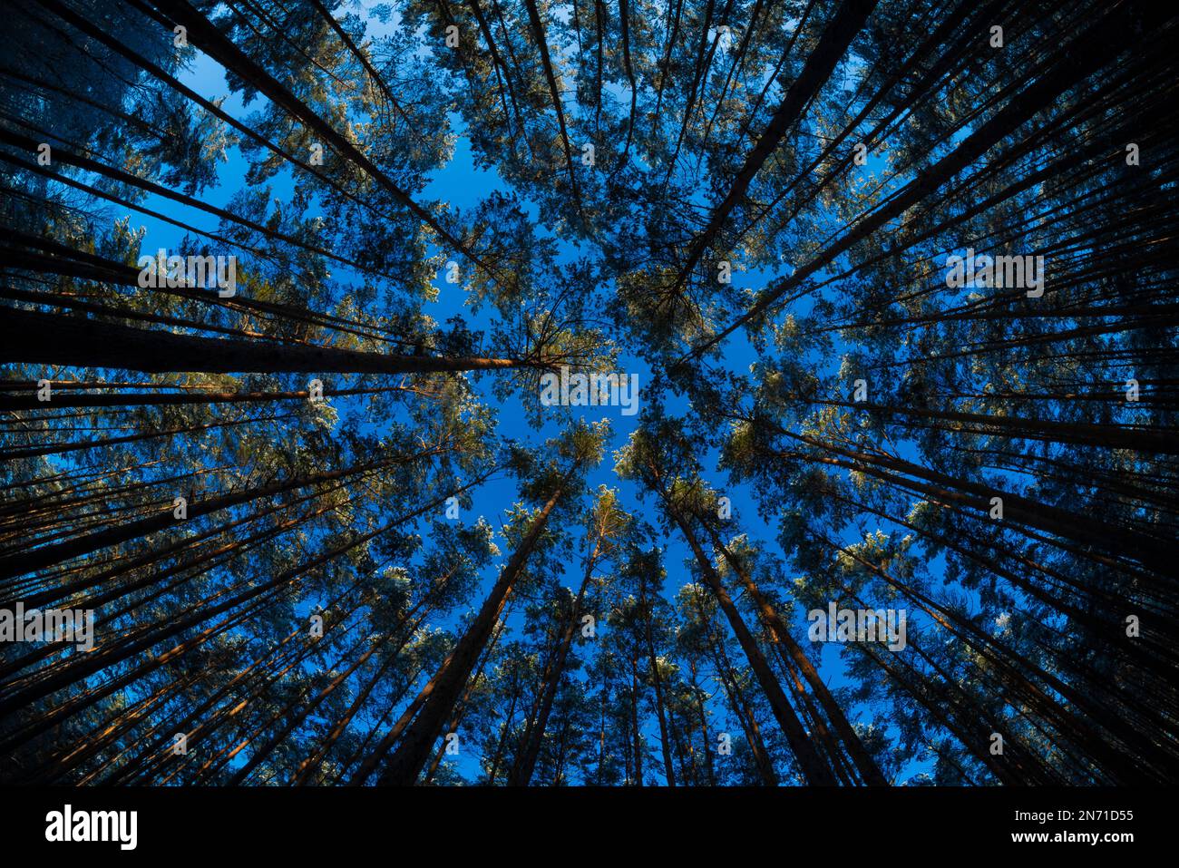 Treetops in the early morning in a pine forest, photographed with a ...