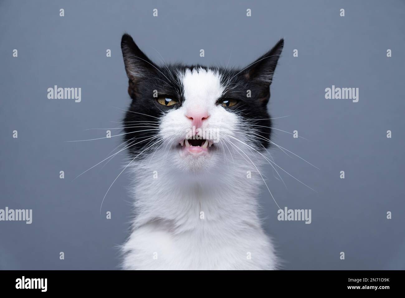 tuxedo cat making funny face, meowing with mouth open, looking at ...