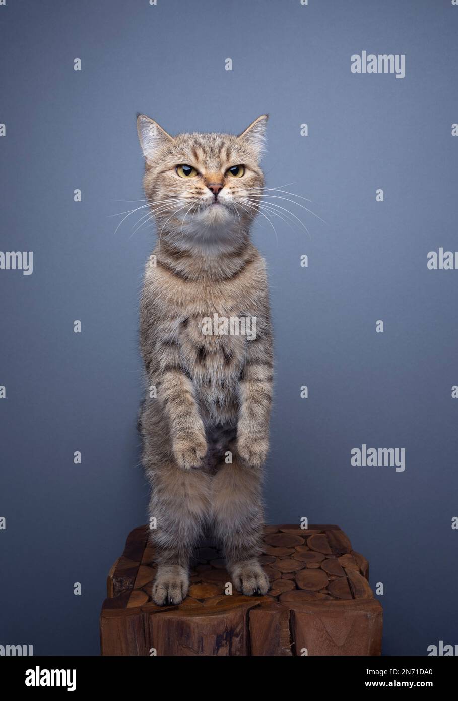 Cat standing on hind legs hi-res stock photography and images - Alamy