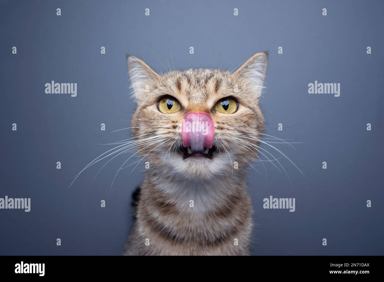 hungry tabby cat licking over nose waiting for food looking at camera ...