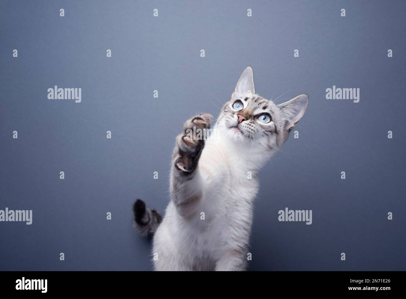 young curious cat playful raising paw with claws extended looking up on ...