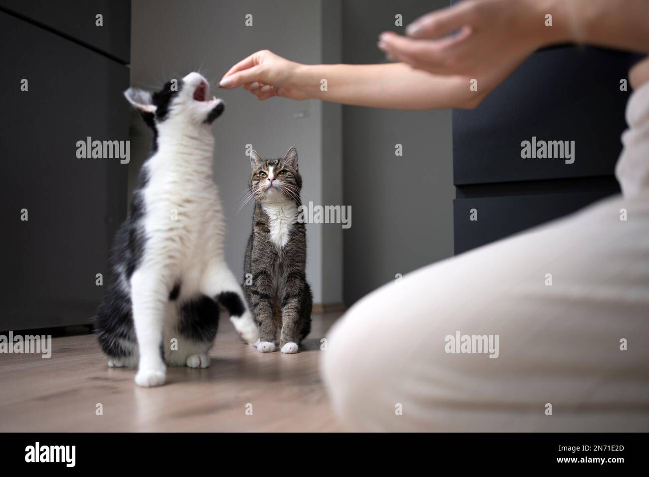 pet owner feeding cat while another cat watches. food envy concept ...