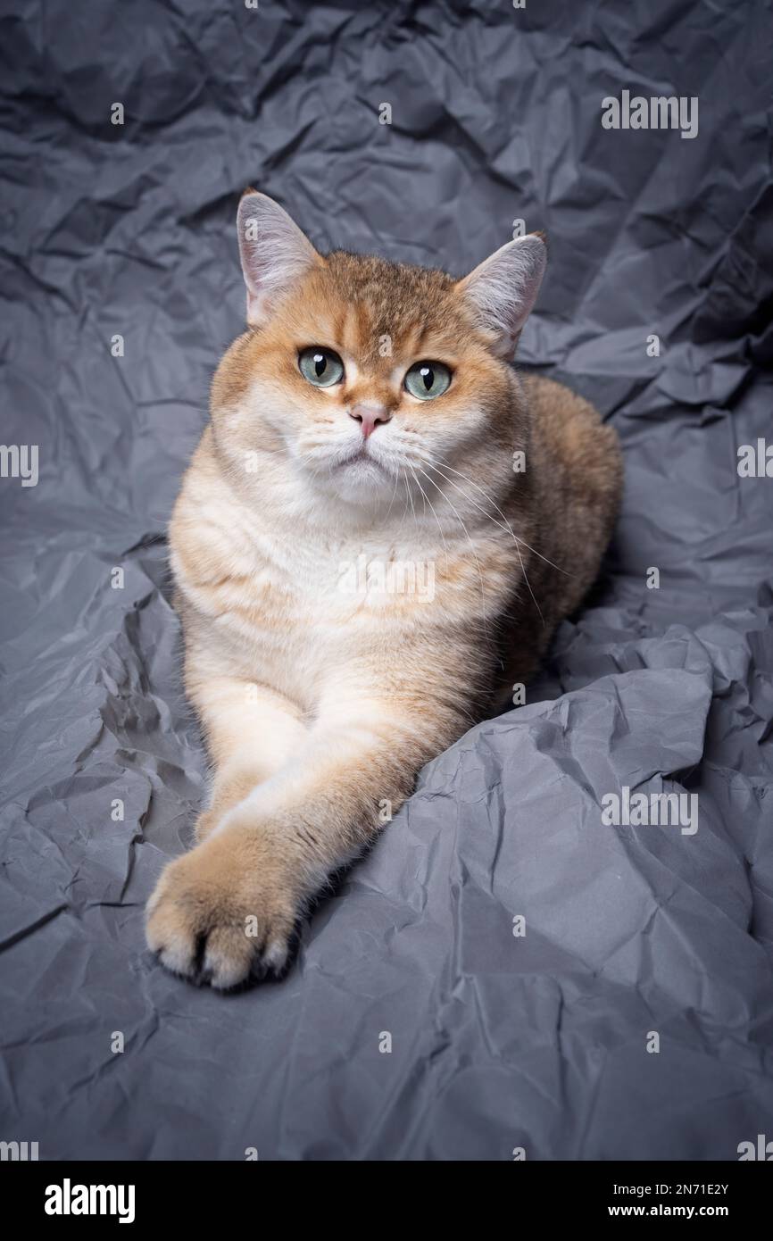 cute fluffy british shorthair cat resting on wrinkled paper looking at ...