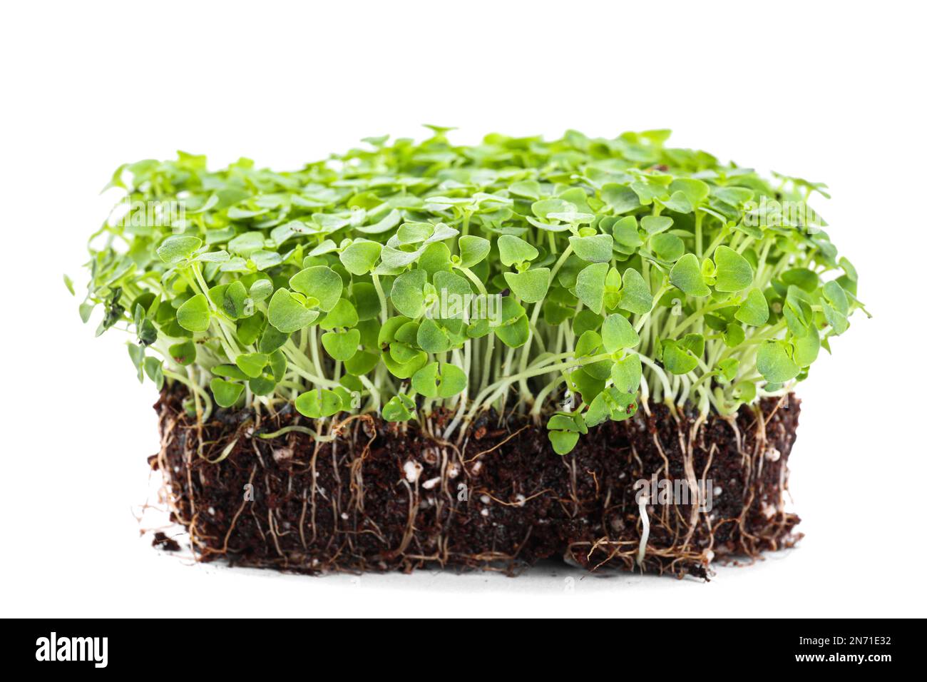 Fresh organic microgreens seeds on white background Stock Photo - Alamy