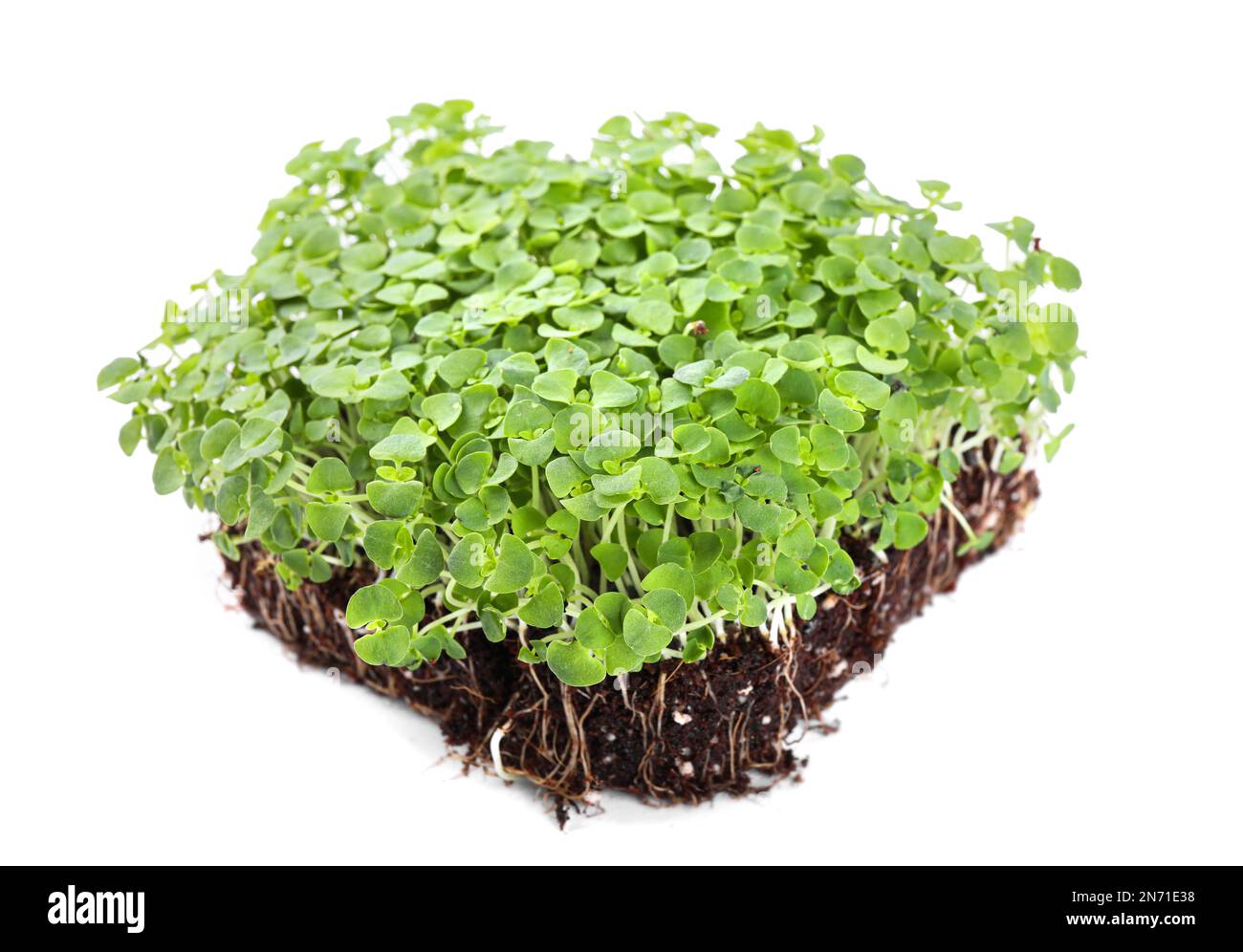 Fresh organic microgreens seeds on white background Stock Photo - Alamy