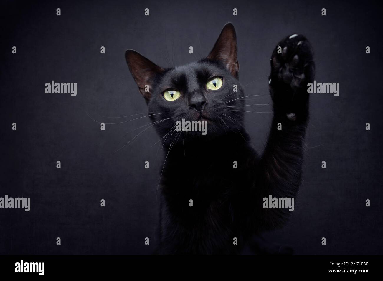 black cat raising paw looking at camera on black background with copy ...
