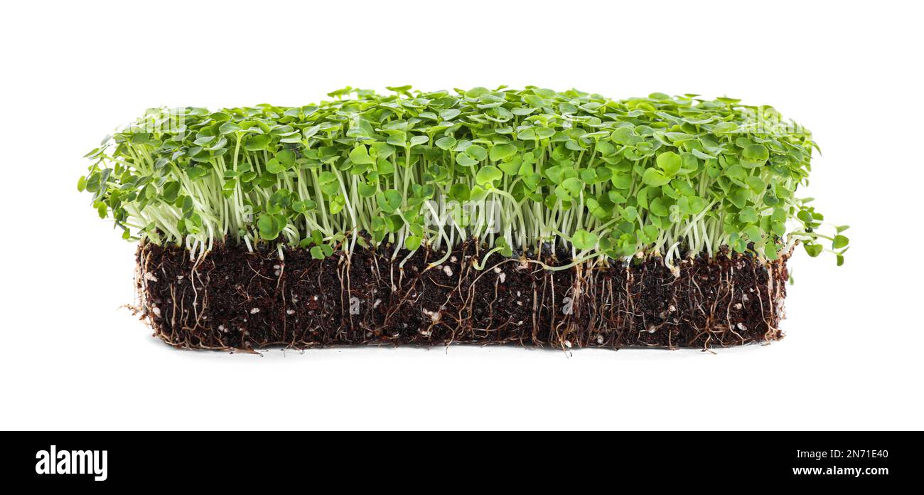 Fresh organic microgreens seeds hi-res stock photography and images - Alamy