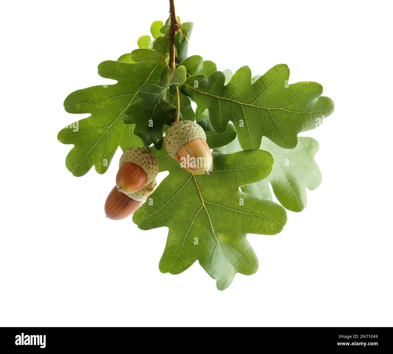Oak branch with acorns and green leaves on white background Stock Photo ...