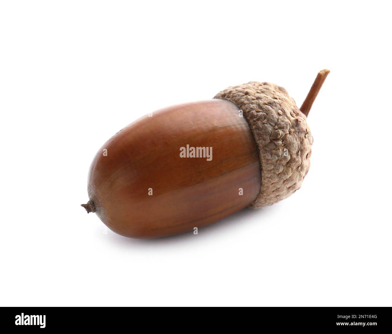 Beautiful brown acorn on white background. Oak nut Stock Photo - Alamy