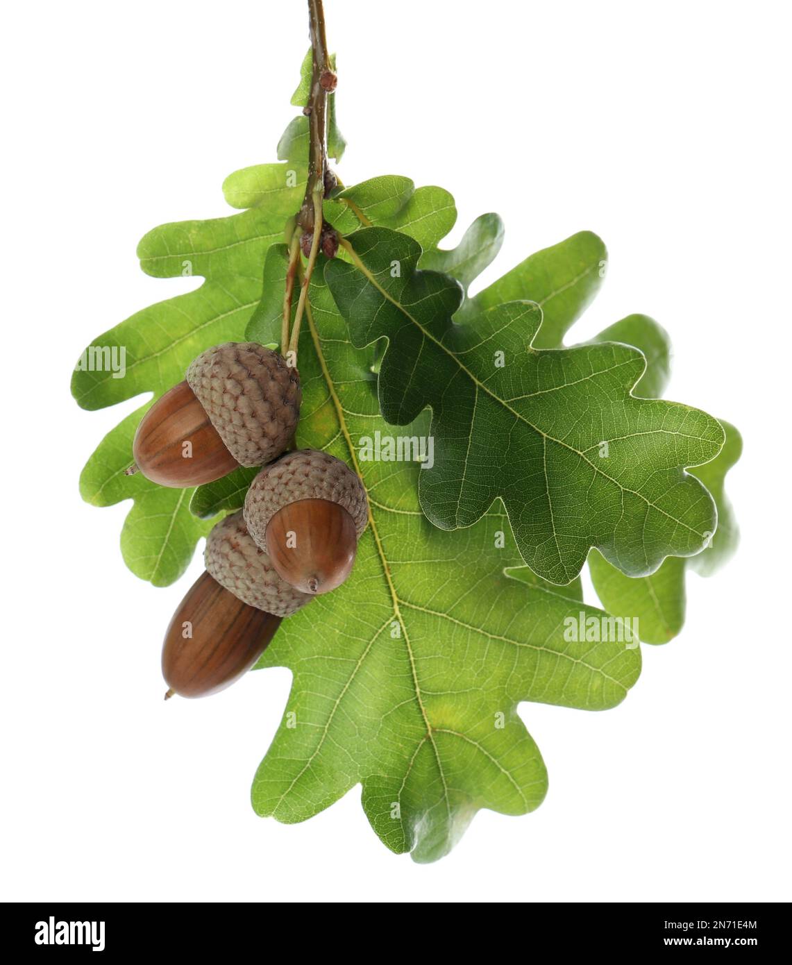 Oak branch with acorns and green leaves on white background Stock Photo ...