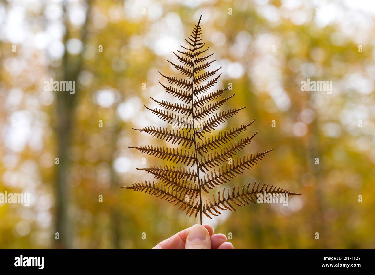 Autumn walk in the forest, woman hand with an autumn colored fern ...