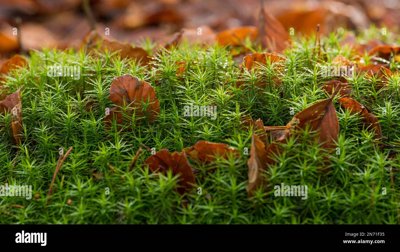 Leaves in moss, Widerton moss, leaves of copper beech, Pfälzerwald ...