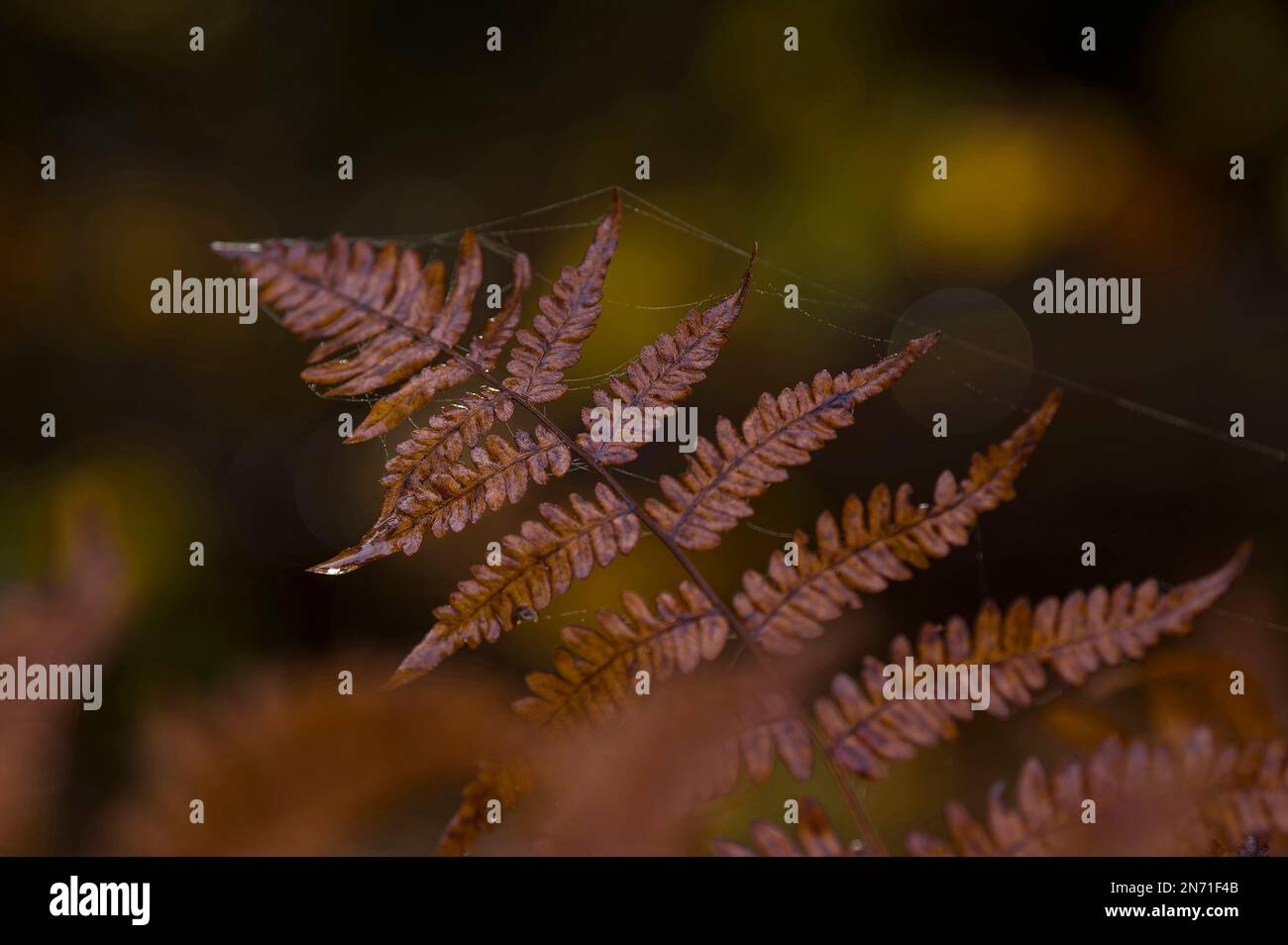 autumn brown colored pinnate leaves of the fern with fine spider ...