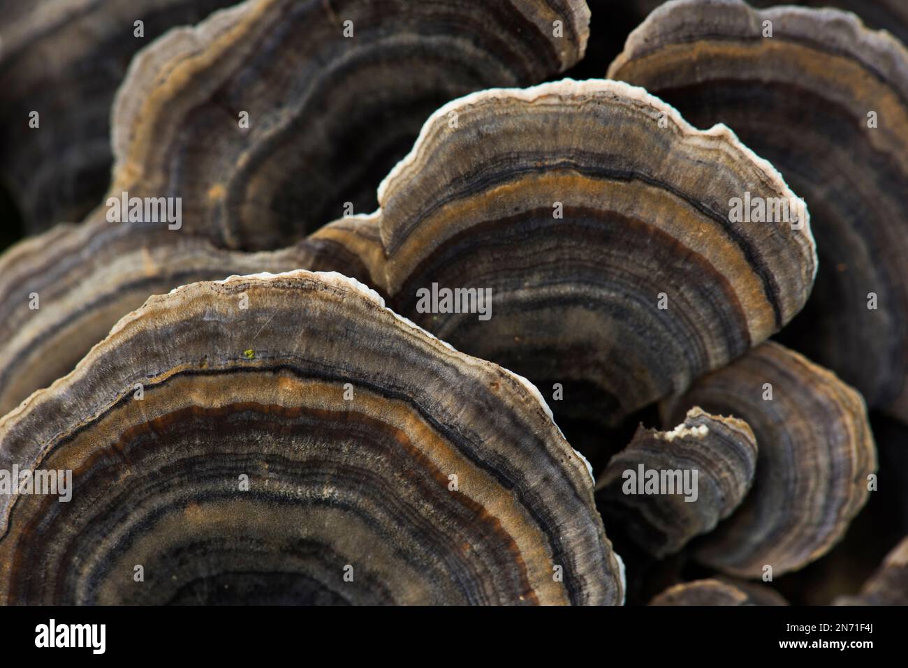 Tree fungi, velvety surface of the many-colored polypore (Trametes ...