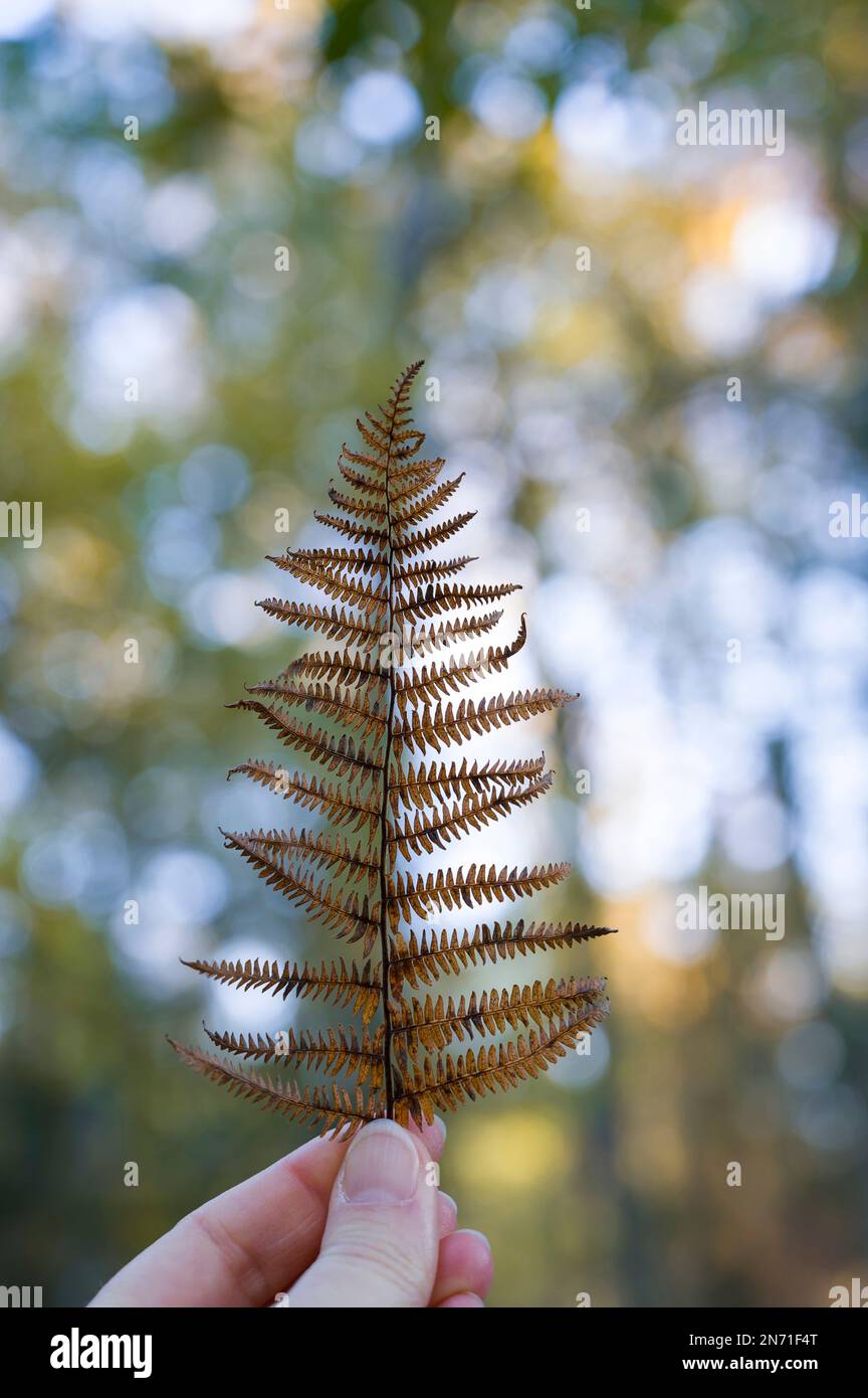 Fern branch in forest hi-res stock photography and images - Alamy
