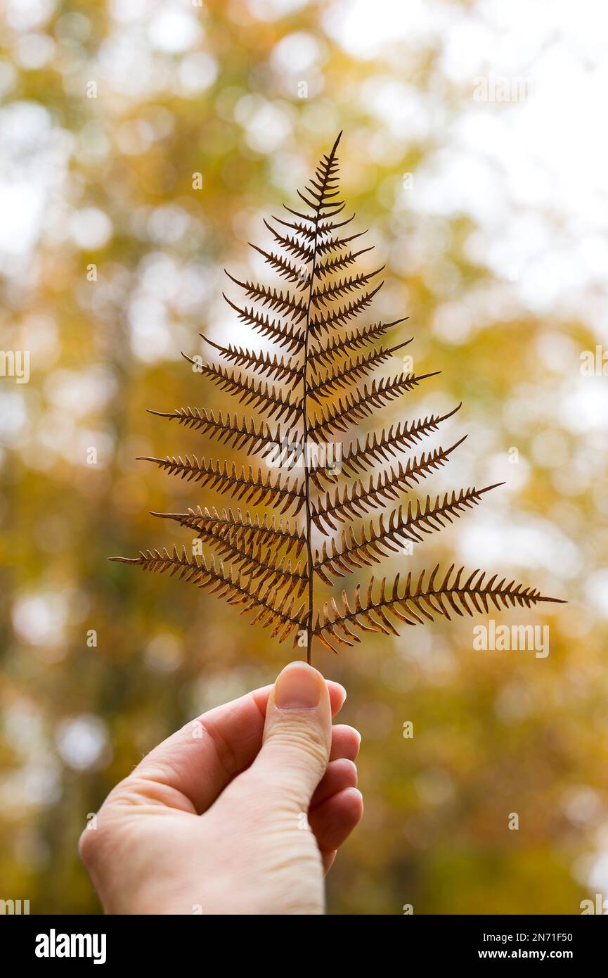 Autumn walk in the forest, woman hand with an autumn colored fern ...