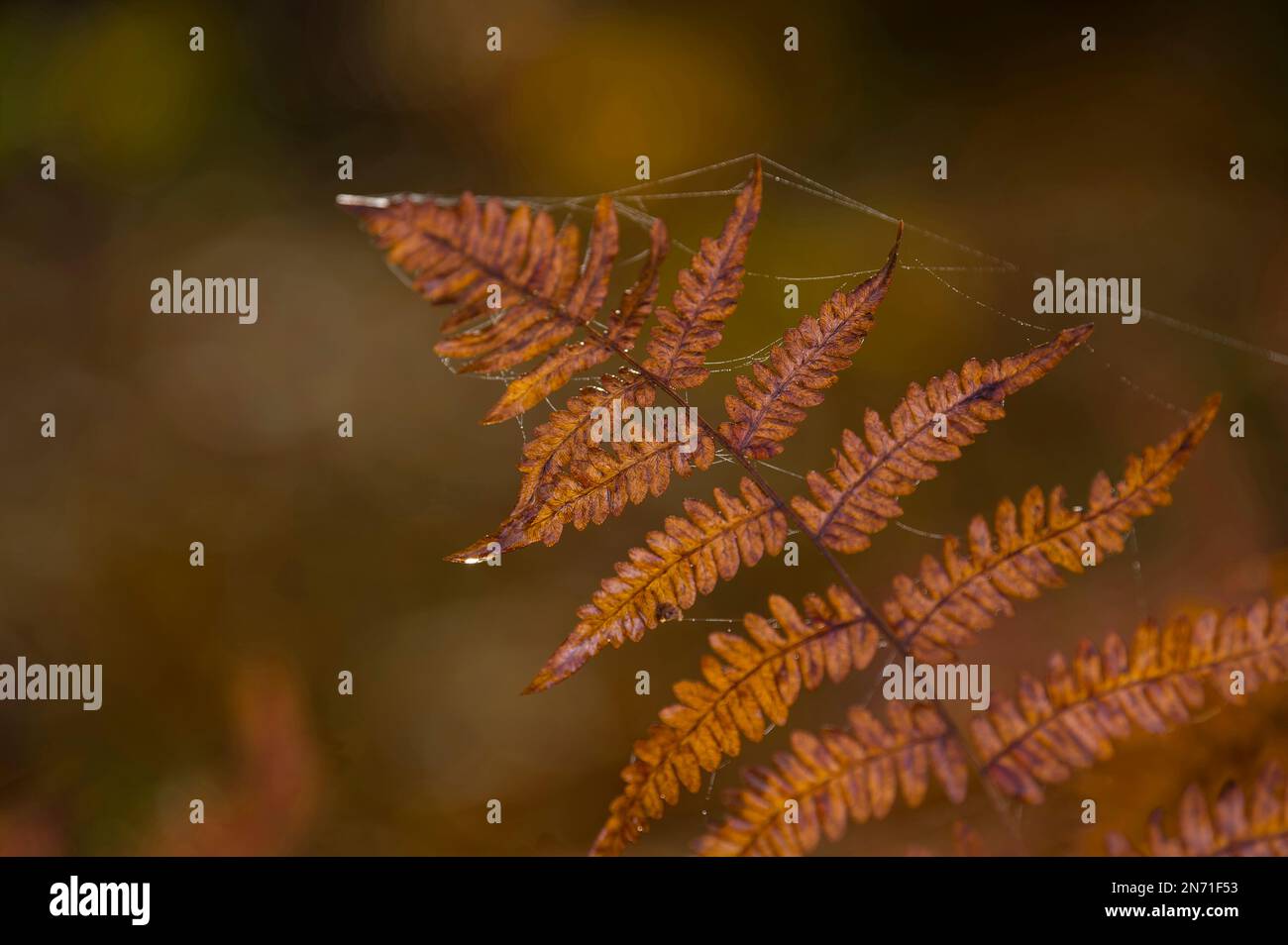 autumn brown colored pinnate leaves of the fern with fine spider ...