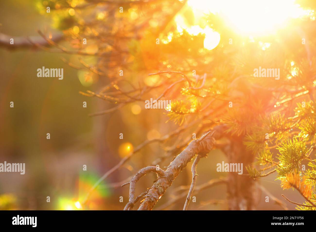 Branches of a pine tree in bright warm sunlight hi-res stock ...