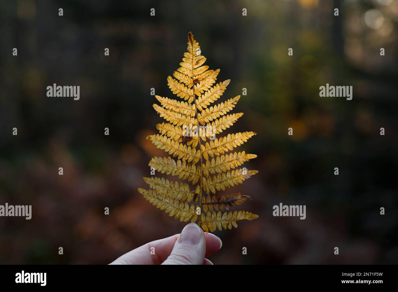 Autumn walk in forest, woman hand with an autumn colored fern branch ...