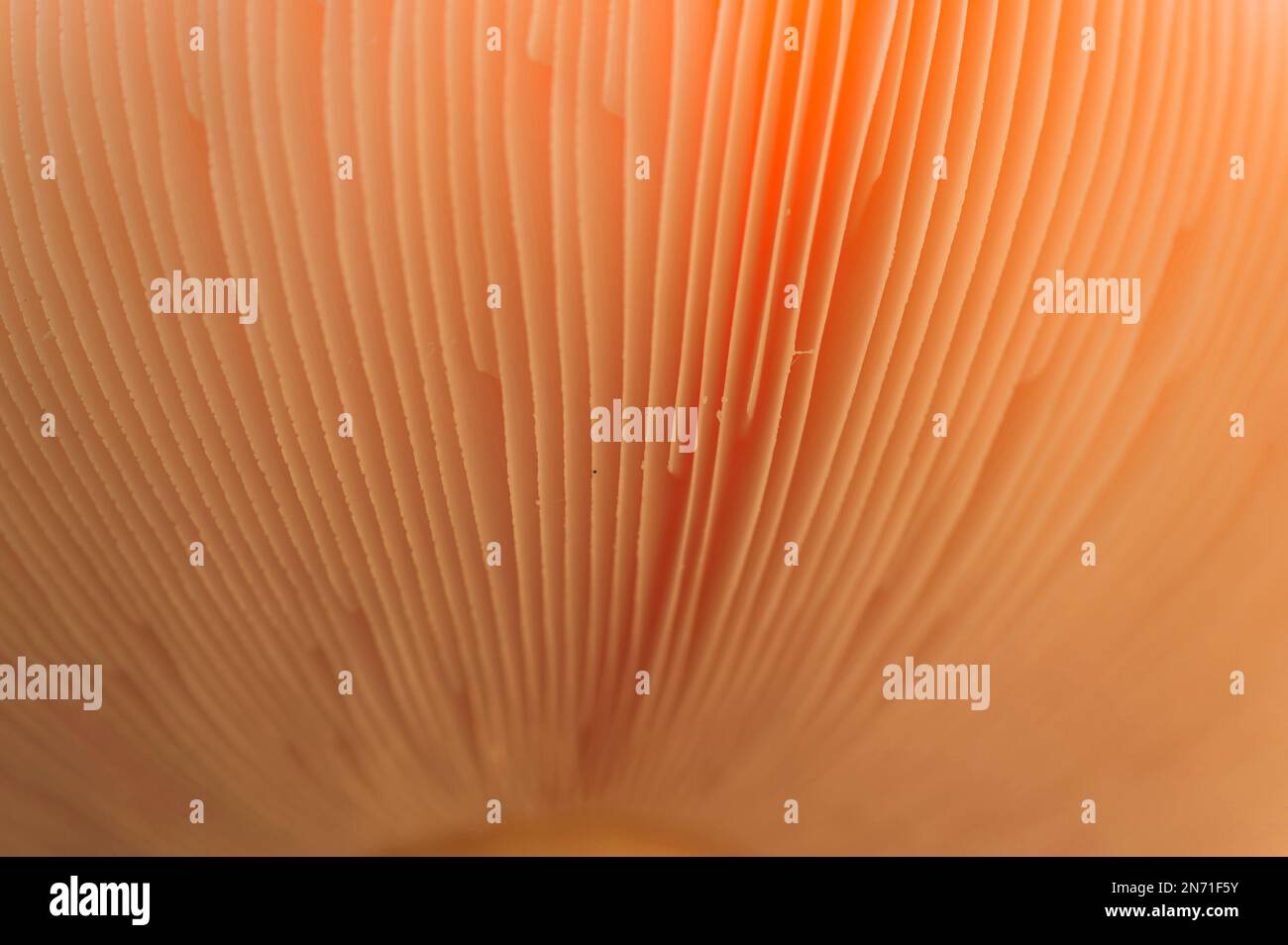 Lamellae fungi hi-res stock photography and images - Alamy