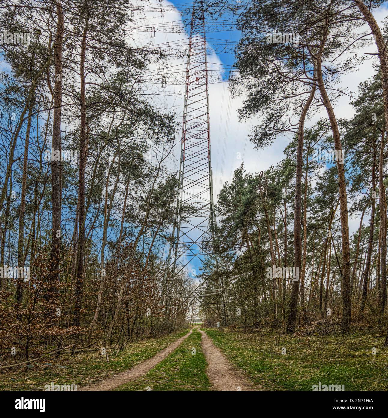 Image of a power pole in a wooded area with a narrow walking path ...