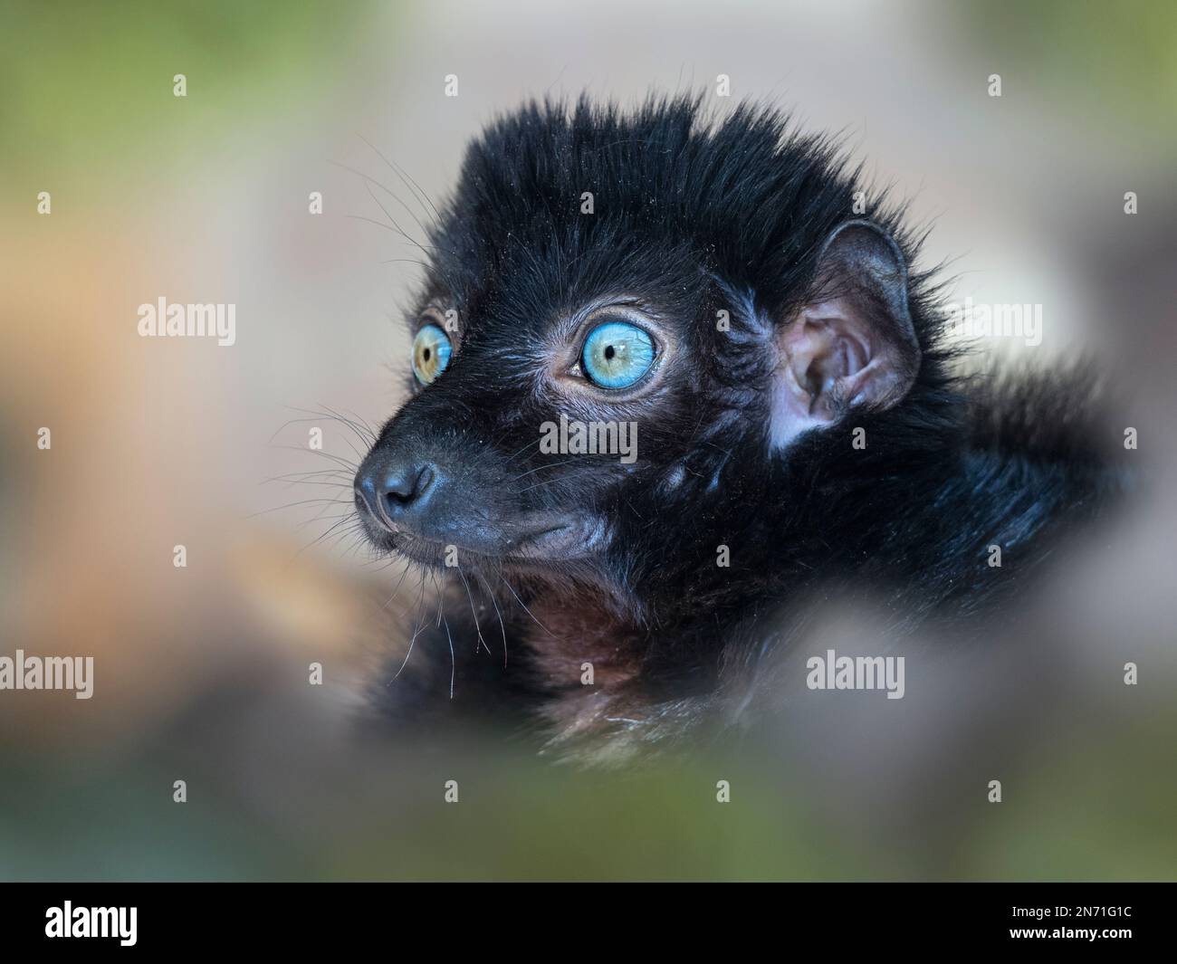 Male Blue-eyed black lemur Eulemur flavifrons also known as the Sclater ...