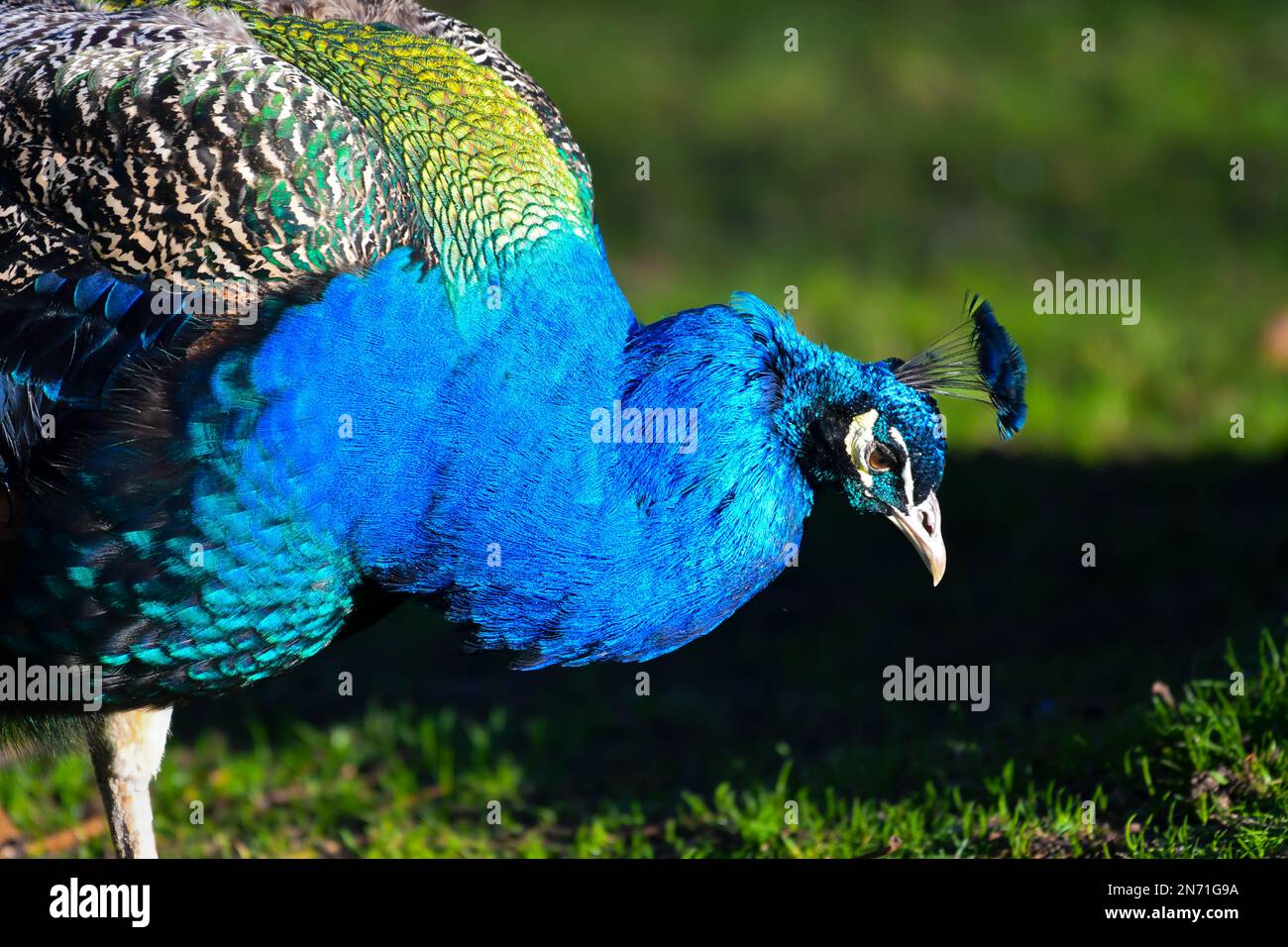 Close up male british hi-res stock photography and images - Alamy