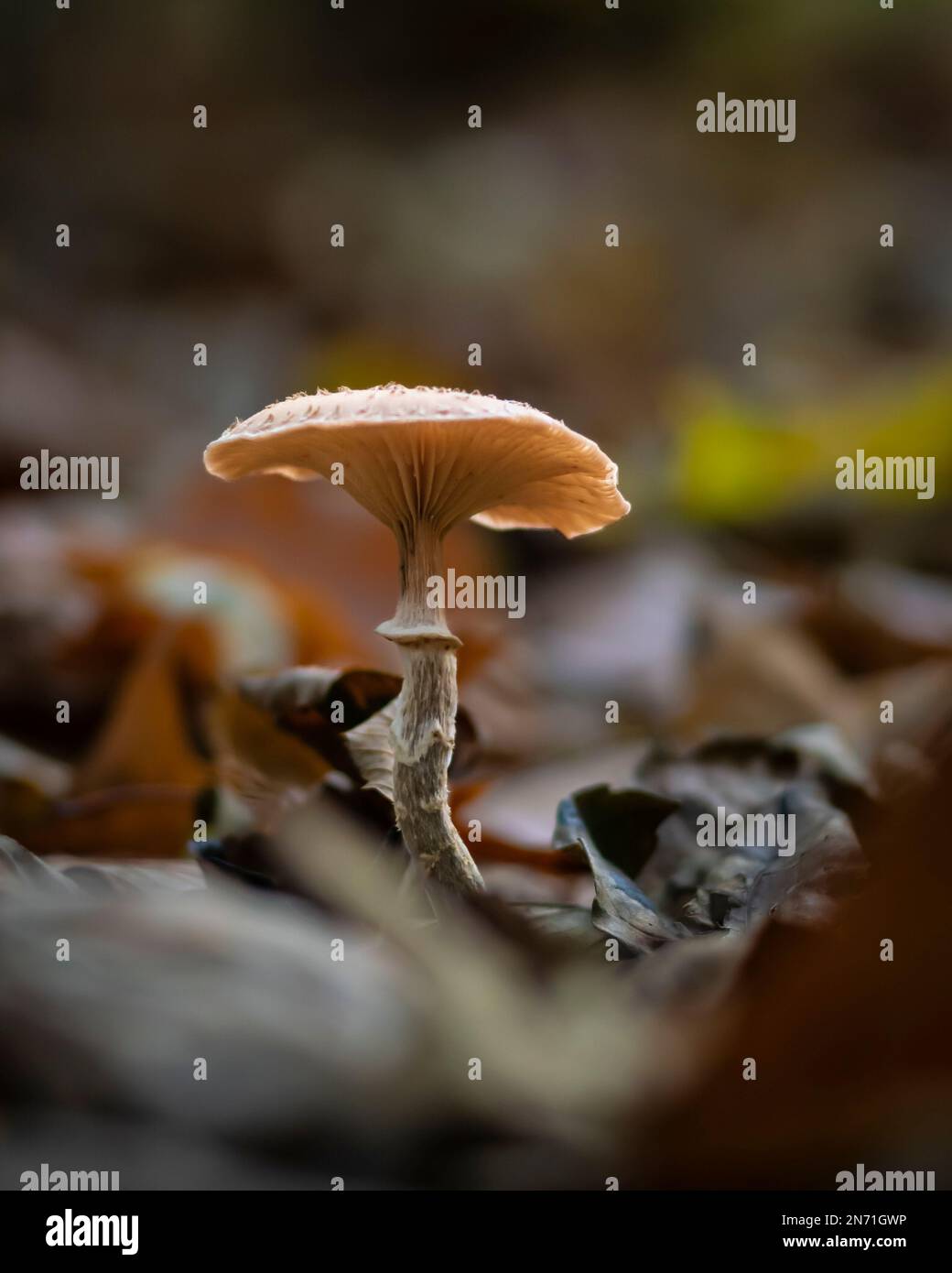 Mushrooms with fall foliage hi-res stock photography and images - Alamy