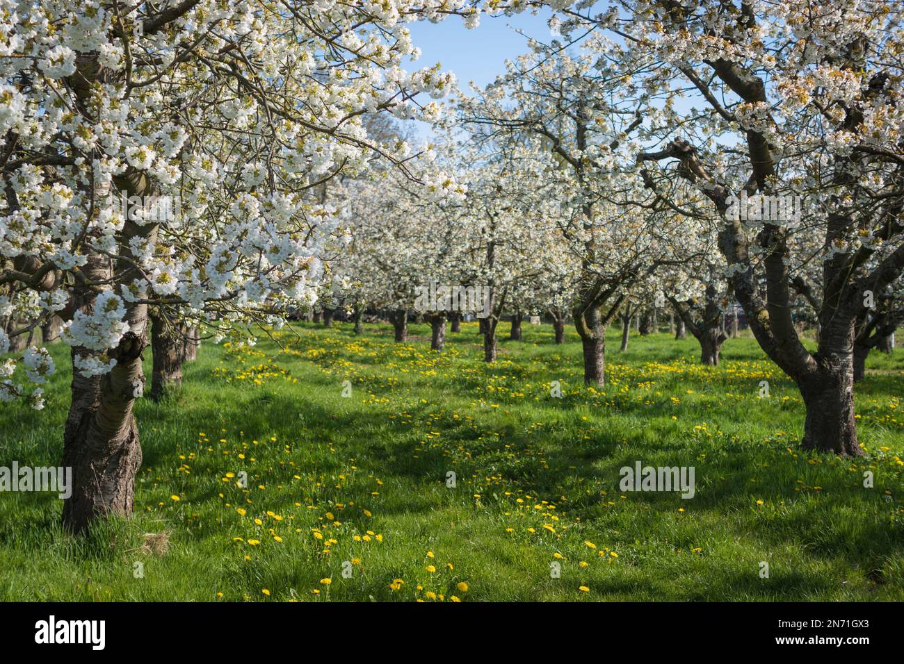 Old apple trees in hi-res stock photography and images - Alamy