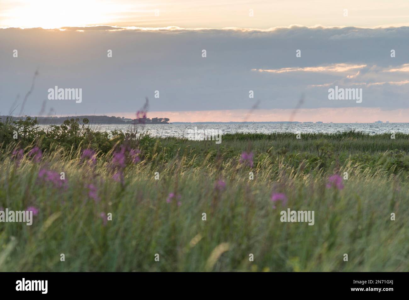Sea, Beach, Meadow, Grasses, Flowers, Baltic sea, Cloudy, nature, Kiel ...