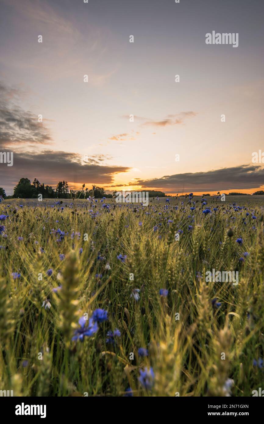 Grain field, cornflowers, landscape, focus in foreground, deep ...